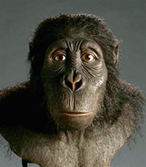 Esqueleto Do Australopithecus Anamensis