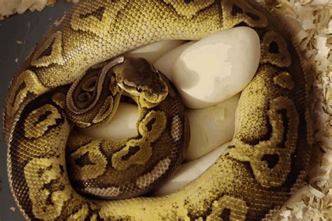 Learn How To Incubate Ball Python Eggs Other Egg Related Information