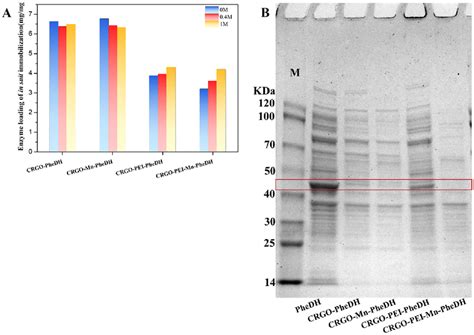 A Loading Capacity Of One Pot Immobilized Carrier Enzyme Loading