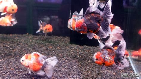 금붕어 종류 오란다 난주 차이점 금붕어 키우기 수명 먹이 특징 네이버 블로그