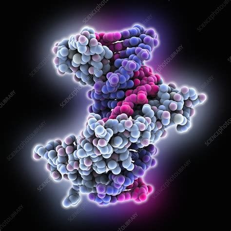 Blunt Dna Complexed With Zinc Finger Protein Molecular Model Stock Image C051 1468