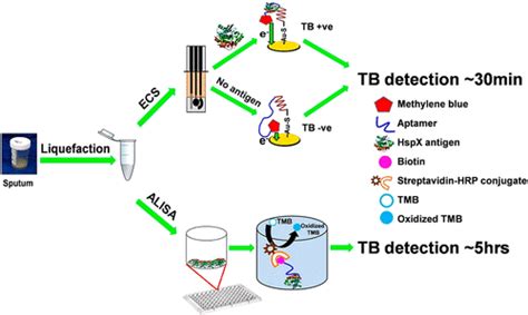 Detection And Quantification Of Mycobacterium Tuberculosis 45 Off