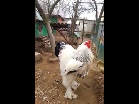 The Biggest Rooster Youve Ever Seen One Big Rooster Chicken Youtube