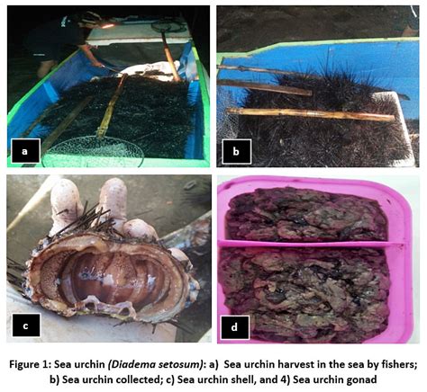 Optimization Ultrasonic Assisted Extraction Uae Of Bioactive Compound And Antibacterial