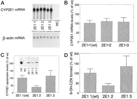 Genetic Polymorphism Of Human Cyp2e1 Characterization Of Two Variant