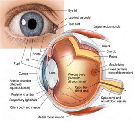 Structure Of Eye Parts Of The Human Eye Structure