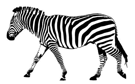 Does Zebra Have Black Or White Stripes At Alan Koester Blog