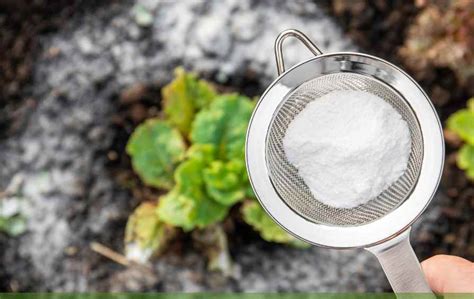 How To Use Baking Soda Fungicide For Gardens