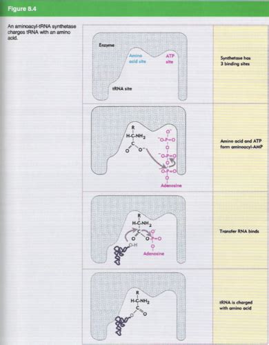 Biochemistry Final Exam Review Flashcards Quizlet