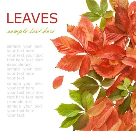 پس زمینه برگ های انگور وحشی پاییزی با نمونه متن 1017146