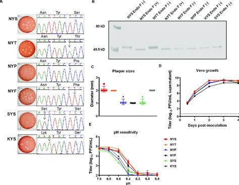 In Vitro Characterization Of Wnv Glycosylation Mutant Viruses A