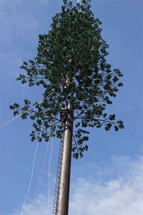 Pine Tree Cell Tower Hapuliteccom