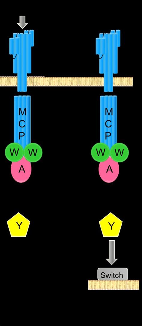 4 Chemotaxis System Download Scientific Diagram