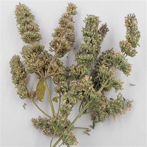 Catnip Buds San Francisco Herb Company