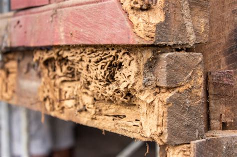 What Do Termites Look Like Identification Guide