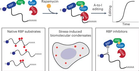Profiling Dynamic RNAprotein Interactions Using Small Molecule Induced