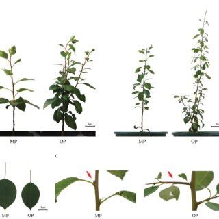 Phenotypes Of The Wild Type OP And Mutant MP A Plant Phenotype Download Scientific