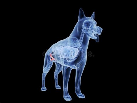 A Dogs Penis Stock Illustration Illustration Of Biology 146234693