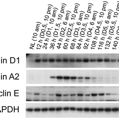Liver Regrowth Following Partial Hepatectomy Ph Mice Were Subjected