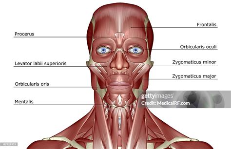Zygomaticus Major And Minor Muscles Zygomaticus Major And Minor Muscles