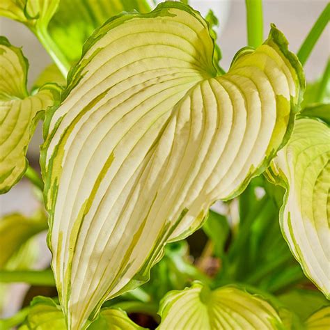 First Dance Hosta | Shade Perennials for Sale | Breck's