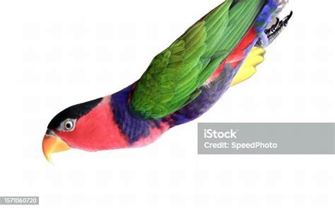 형형색색의 새가 공중을 날아다니는 사진 밝은 색의 새가 날개를 펼치고 공중을 날고 있는 사진 가금류에 대한 스톡 사진 및 기타