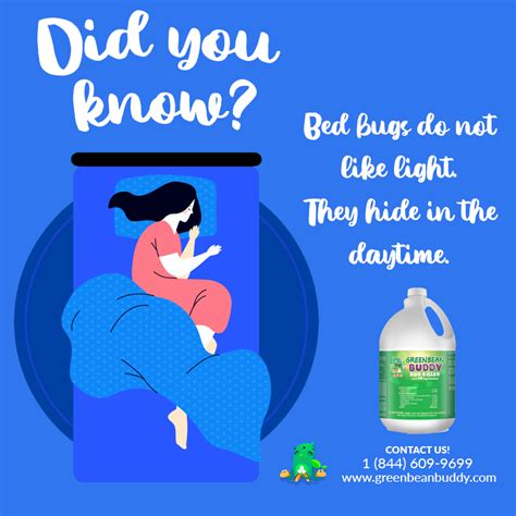 Best What To Wear To Prevent Bed Bug Bites Tips And Myths Artofit