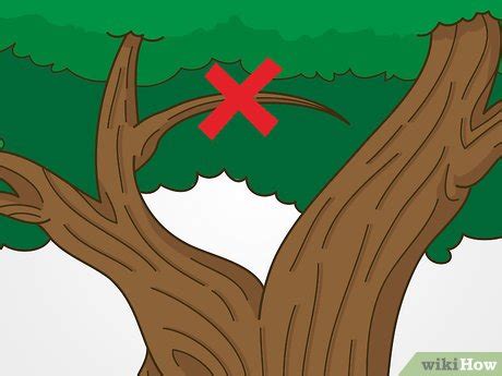 3 Ways To Trim Trees WikiHow Life