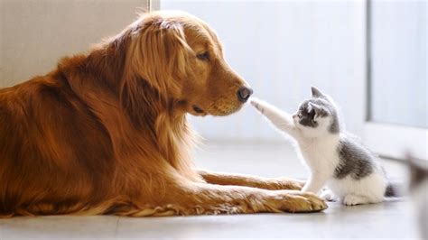 Картинки Пород Собак И Кошек — Фото Картинки