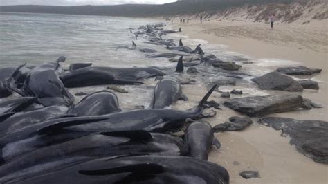 More Than 140 Whales Die On Australian Beach Cnn
