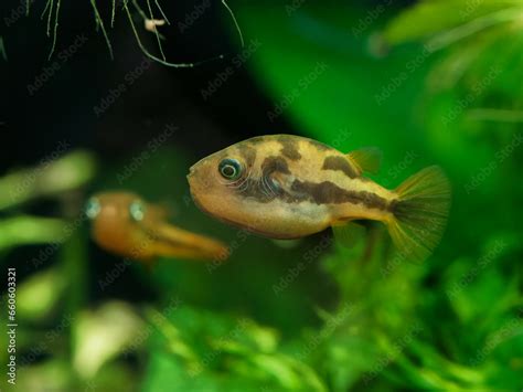 Male Dwarf Pea Puffer Fish Carinotetraodon Travancoricus Displaying
