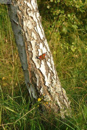 Undoing Her Bra Porn Pic