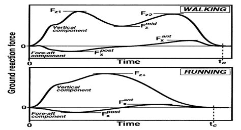 Prediction Of Human Gait Parameters From Temporal Measures O