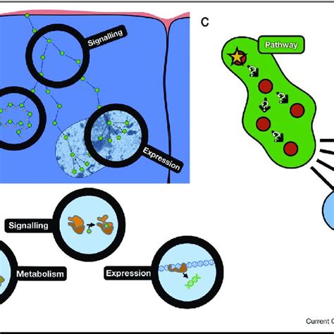 List Of Transcriptomics Techniques With Their Applications Download