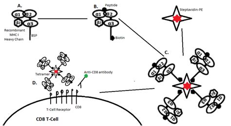 Mhc Tetramer Production A Soluble Mhc I Heavy Chain Tagged At The