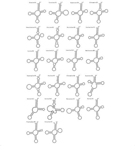 Secondary Structures Of The 22 Transfer Rna Genes Of F Intermediate Download Scientific