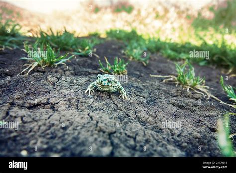 A Young European Green Toad Variable Toad Bufo Viridis On Dry Land