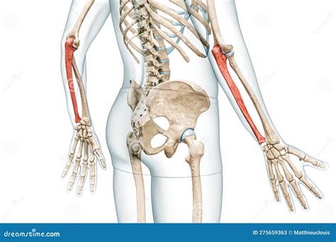 Ulna Forearm Bone In Red Color With Body 3d Rendering Illustration