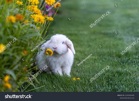 Bunny Eating Flower