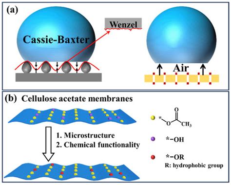 Cellulose Molecule And Water Cellulose