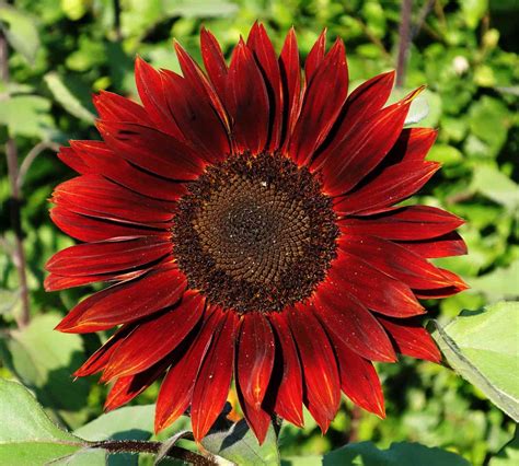 25 Types Of Sunflowers To Add Pops Of Color In Your Garden