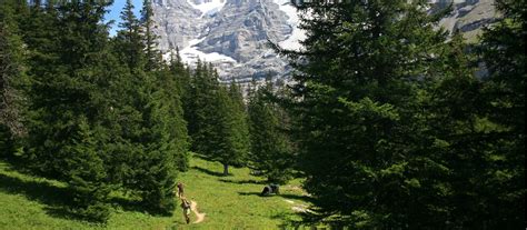 Alpine Pass Route Self Guided Walking Holiday Via Alpina Highlights