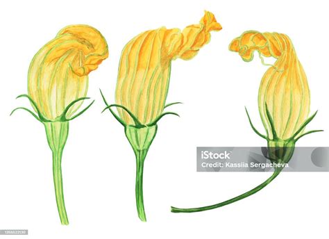 호박이나 호박의 노란 꽃 세 개가 흰색 배경에 분리된 가지입니다 수채화 손 그리기 그림 3가지 개체에 대한 스톡 벡터 아트 및 기타 이미지 3가지 개체 가을 꽃 나무