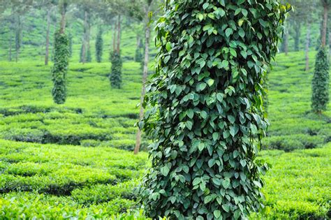 Service Spice Route Sourcing