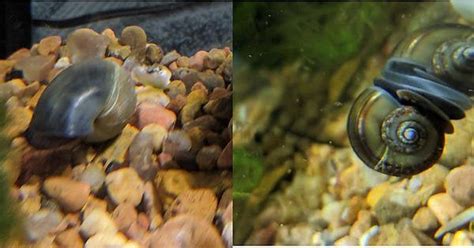 Very Fast Mystery Snail Shell Growth Does This Look Ok Aquaticsnails