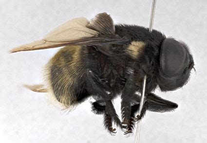 Botfly