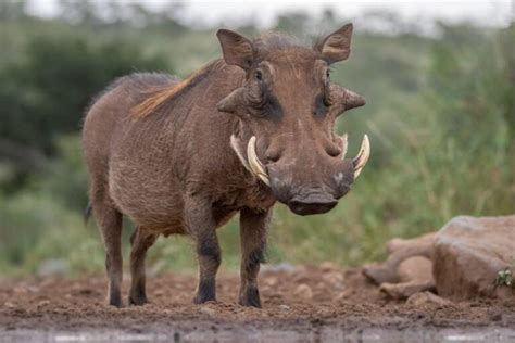 Warthog The Resilient African Grazer Of The Savanna