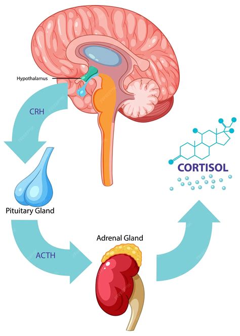 Hypothalamus And Pituitary Gland
