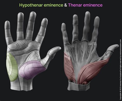Bones Of The Hand Diagram