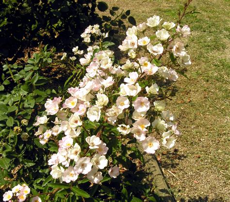 Роза Алден Бизен — фото и описание сорта с отзывами